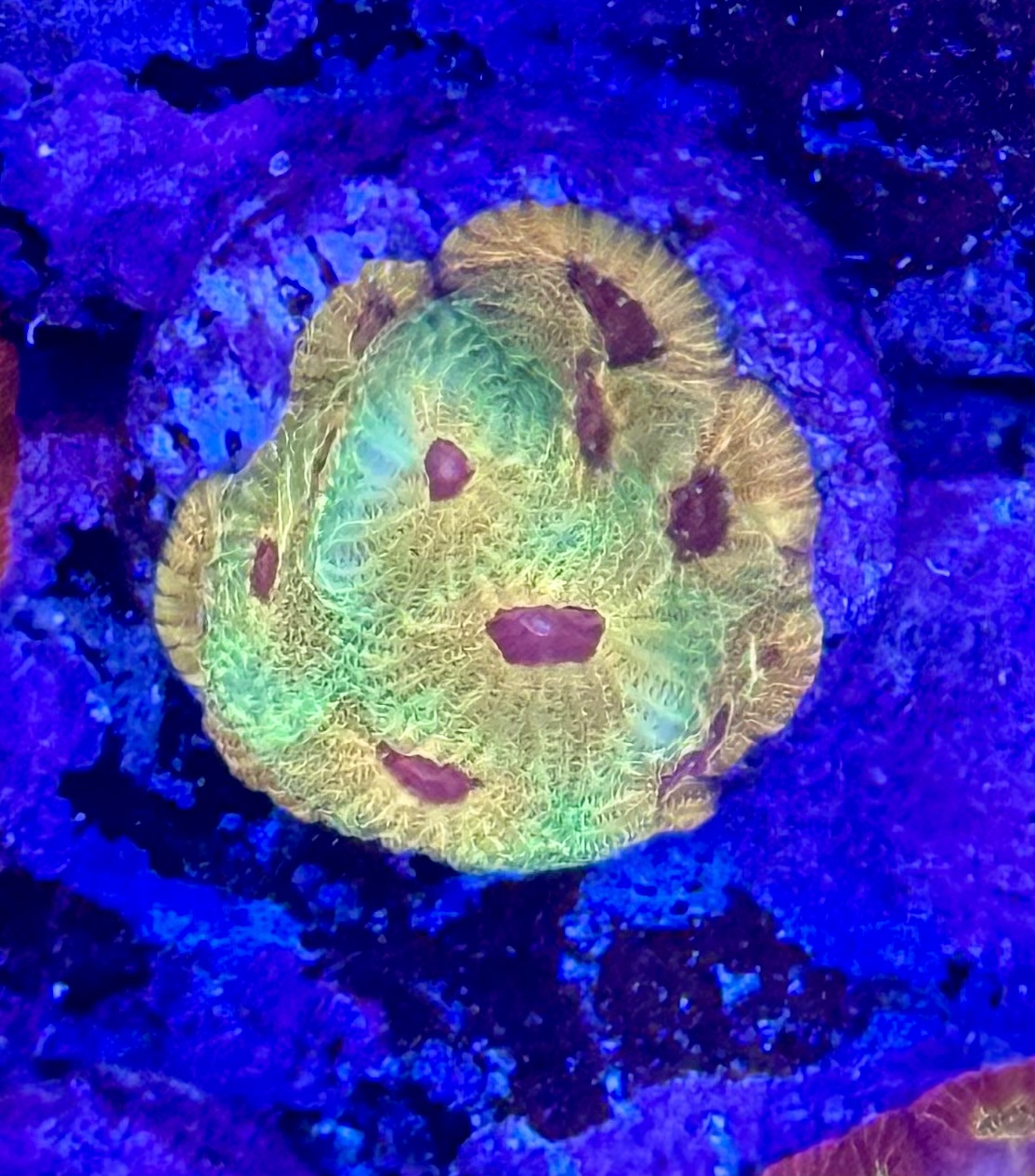 Fascination Favia – The Underwater Gardener