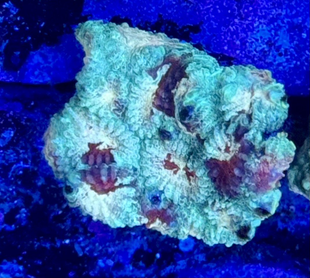 Heartbreaker Favia – The Underwater Gardener