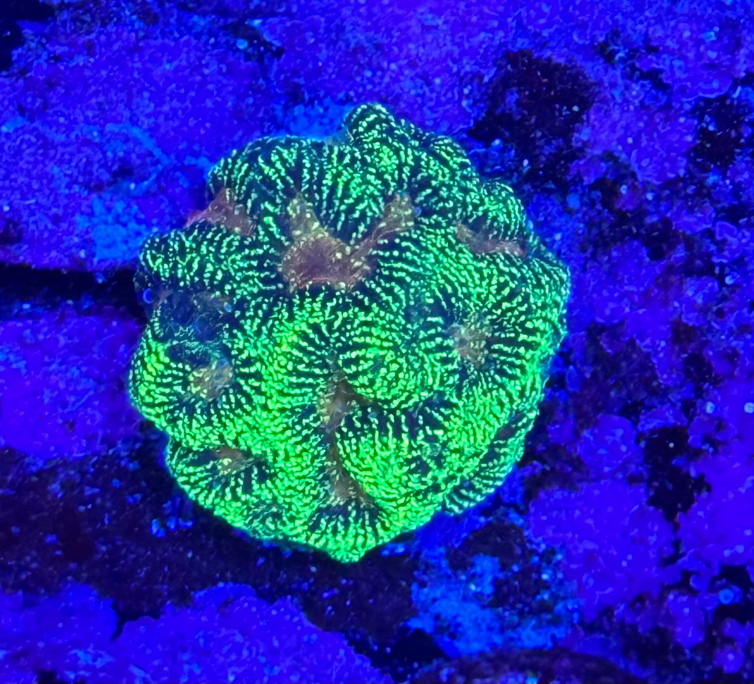Lightning Bolt Paragoniastrea – The Underwater Gardener