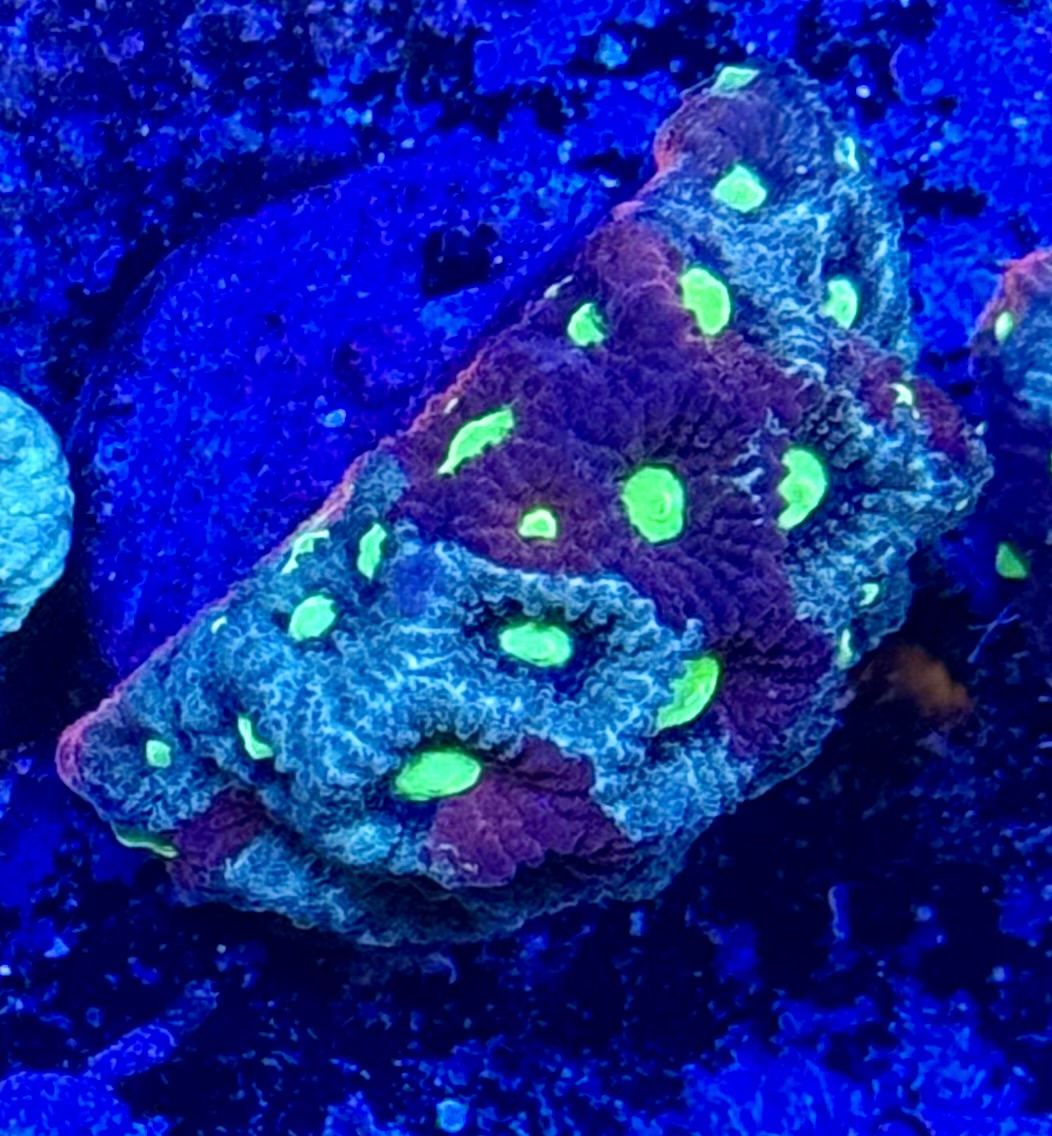 Fire and Ice Favia – The Underwater Gardener