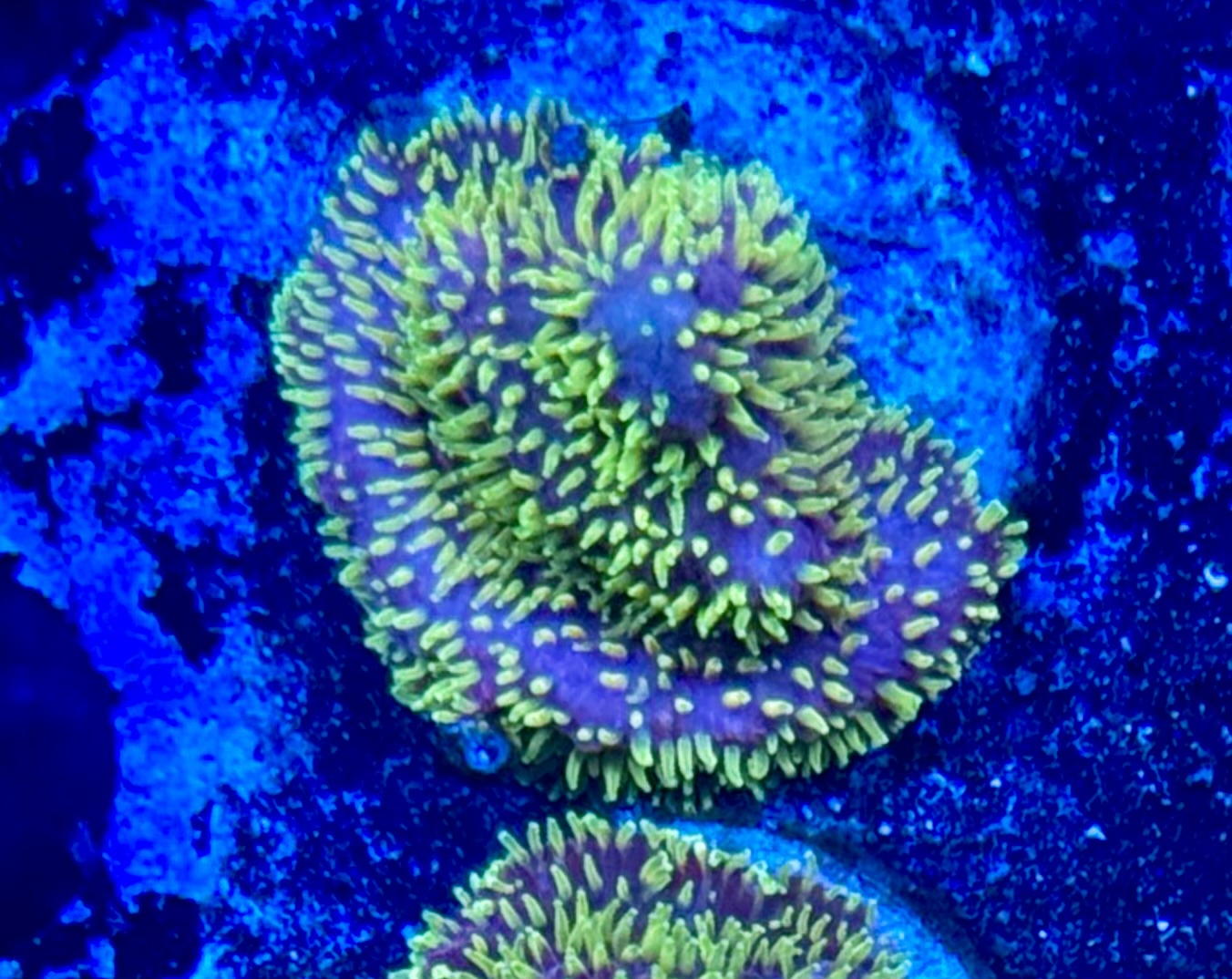 Freak Hair Pavona – The Underwater Gardener