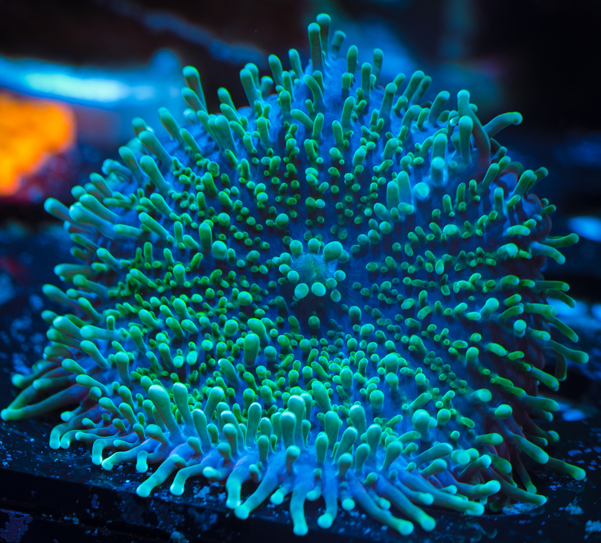 Neon Green Hairy Rhodactis – The Underwater Gardener