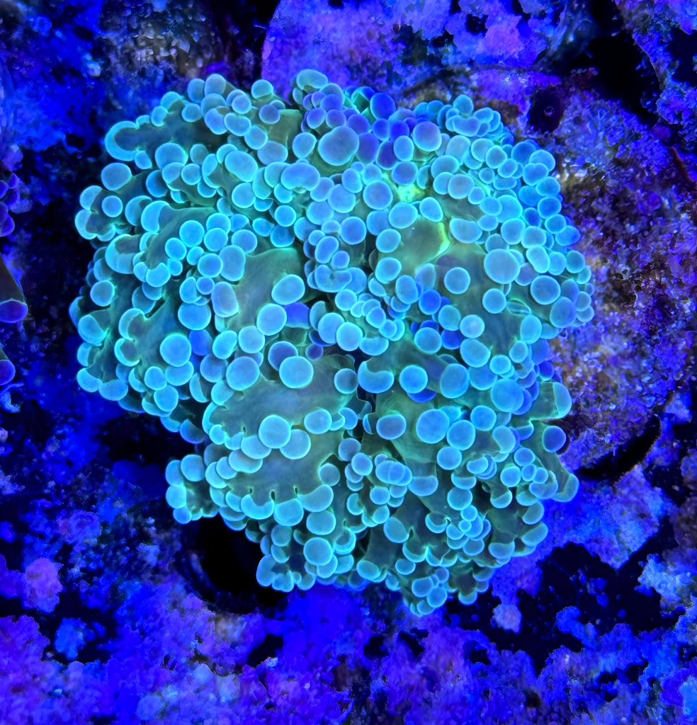 Frogspawn – The Underwater Gardener