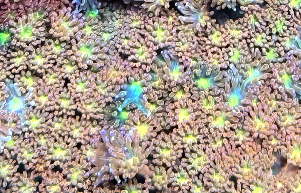 Rainbow Micro Goniopora – The Underwater Gardener