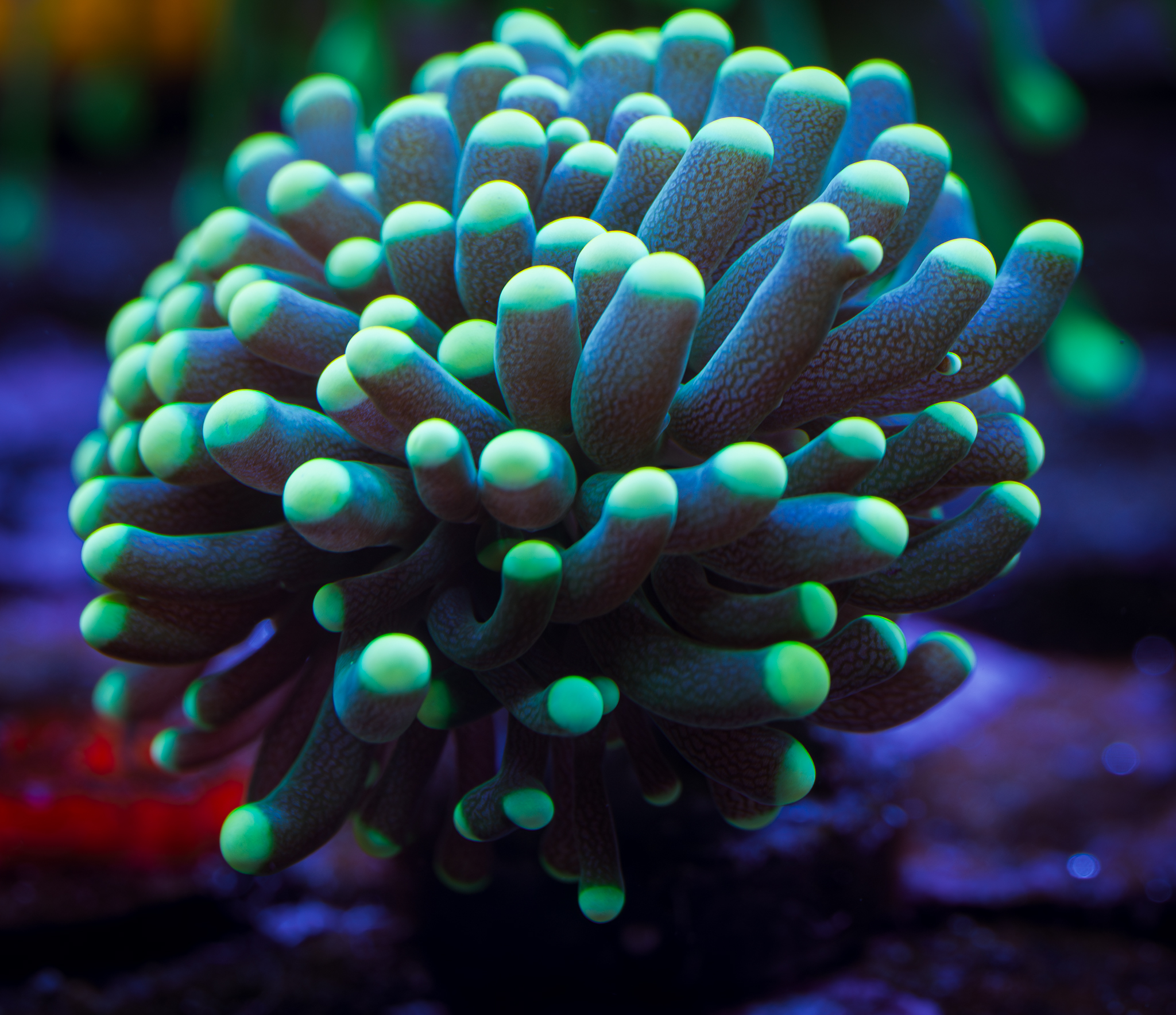 Mellow Yellow Fat Tentacle Torch Coral – The Underwater Gardener