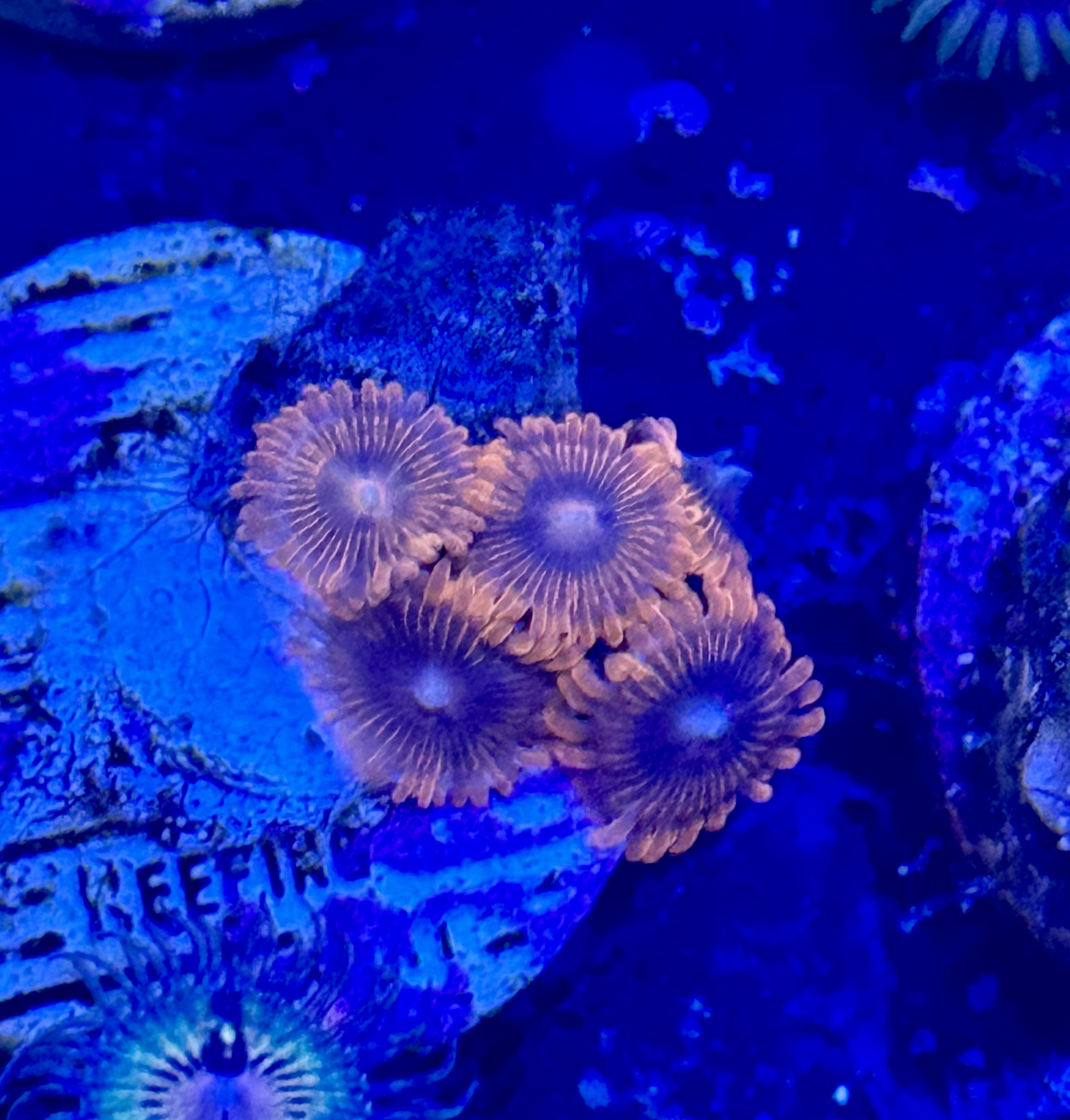 KO Nightmare Zoa – The Underwater Gardener
